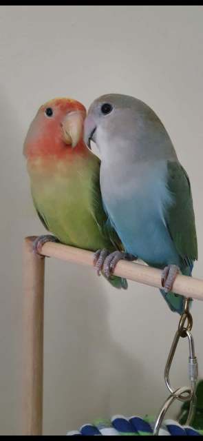 Handraised and incredibly tame baby lovebirds | Birds | Gumtree ...