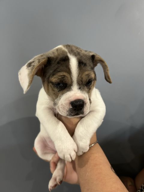 mini foxy x french bulldog | Dogs & Puppies | Gumtree Australia ...