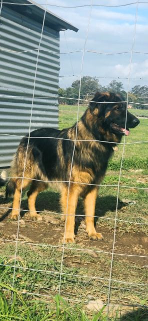 GSH/Maremma | Dogs & Puppies | Gumtree Australia Hawkesbury Area ...