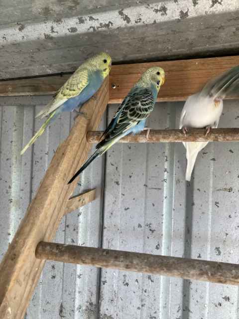 Young Budgies | Birds | Gumtree Australia Brisbane North East - Bald ...