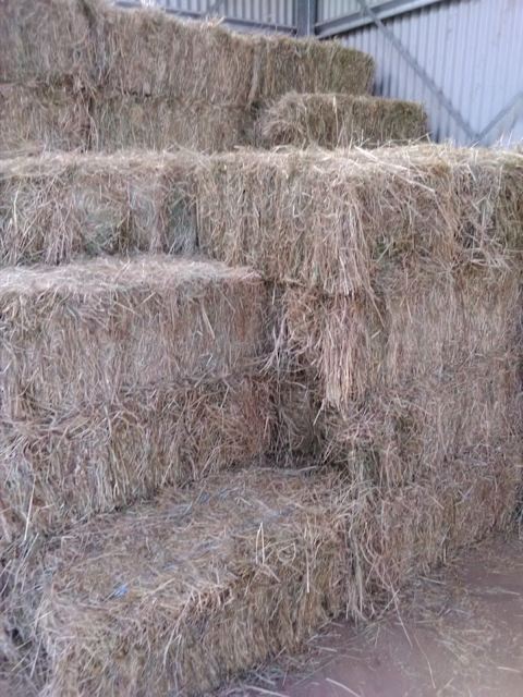 Grass Hay Bales for Sale | Pet Products | Gumtree Australia Kentish ...