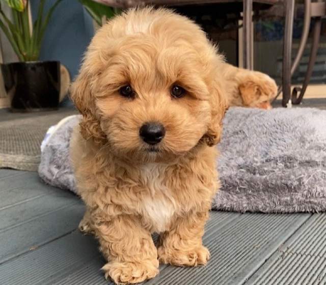 DNA tested toy Moodle puppies ready now | Dogs & Puppies | Gumtree ...