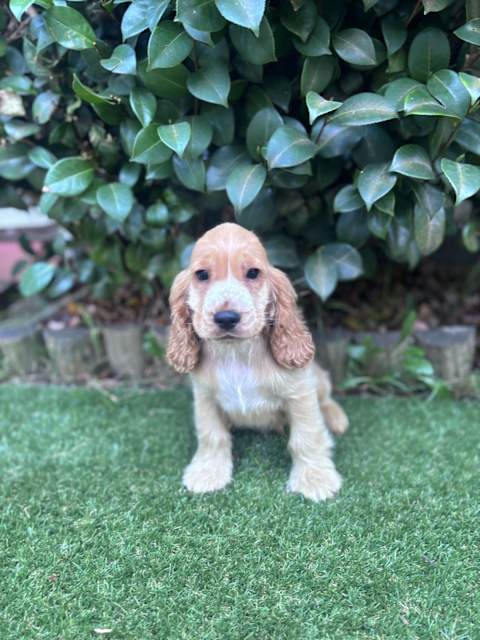 Purebred Cocker spaniel puppies | Dogs & Puppies | Gumtree Australia ...