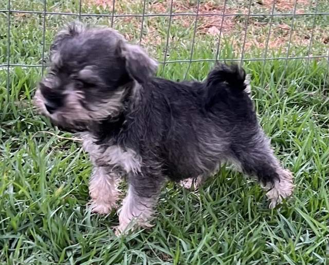 Purebred Miniature Schnauzer Puppies | Dogs & Puppies | Gumtree ...