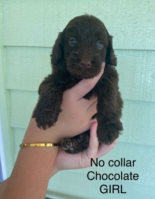 Mini Groodle - ONLY 1 Black Girl left | Dogs & Puppies | Gumtree ...