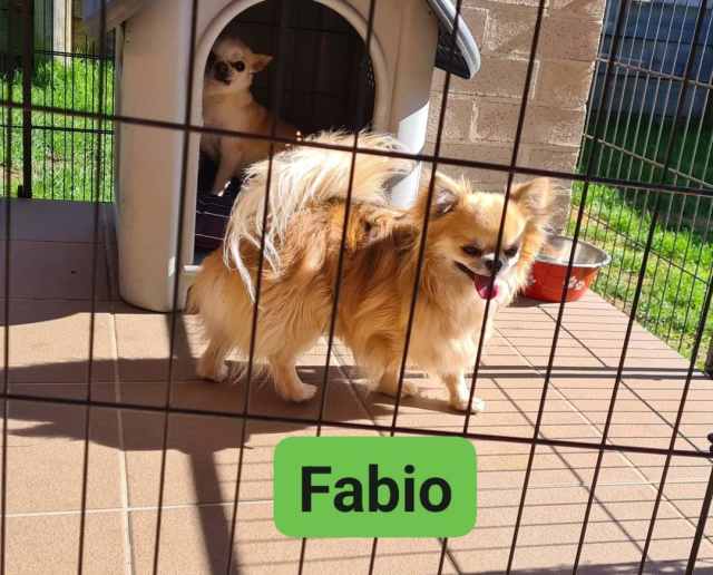 Pedigree Fabio the most beautiful chihuahua in the cosmos | Dogs ...