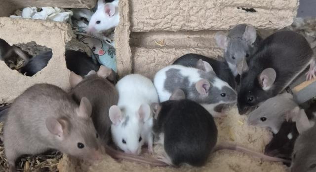 Pet Mice for sale , Males & Females. from $2 each | Other Pets ...