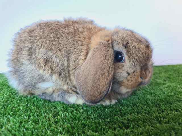 Purebred baby mini lop rabbits available now | Rabbits | Gumtree ...