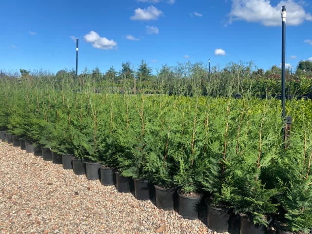 Leighton Green Trees in 200mm Pots SUPER SALE - Plants in Camden South ...