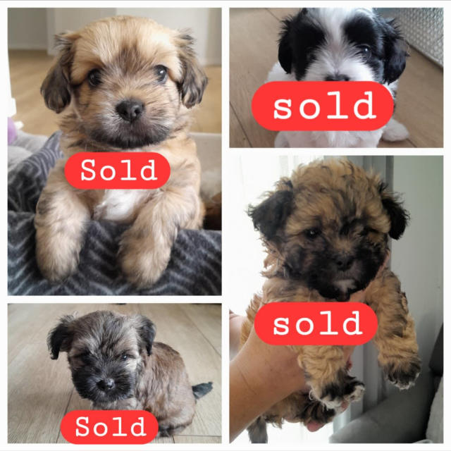 Shmoodle Puppies (All sold pending pick up) | Dogs & Puppies | Gumtree ...