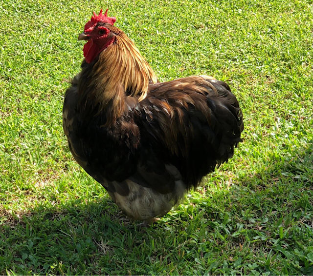 CHOOKS - Purebred Rooster and 2 Hens | Livestock | Gumtree Australia ...