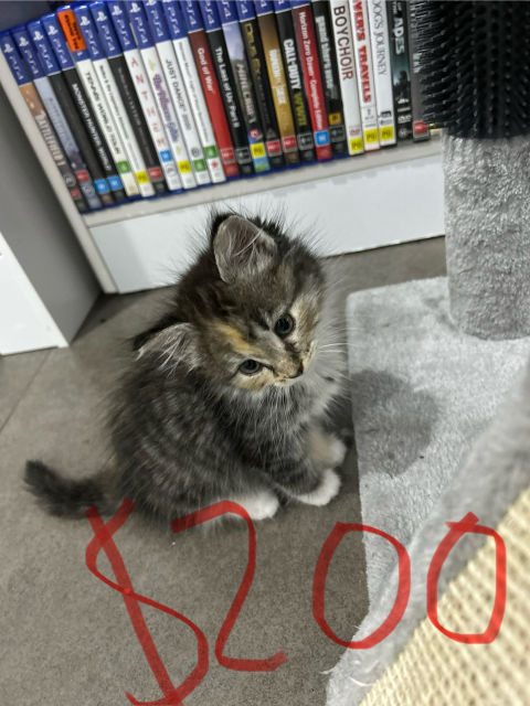 ragdoll kittens | Cats & Kittens | Gumtree Australia Fairfield Area ...