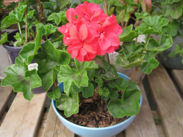 FLOWER GERANIUM CALLIOPE (BIG SPLASH, BIG BLOOMS YEAR ROUND) | Plants ...