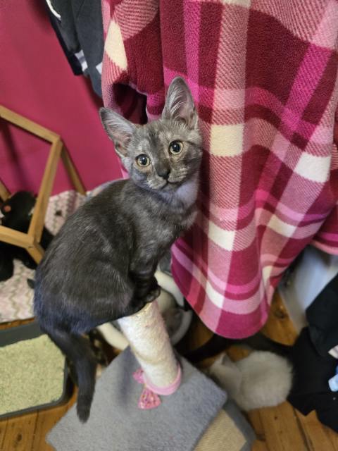 SWEET LITTLE GIRL | Cats & Kittens | Gumtree Australia Penrith Area ...