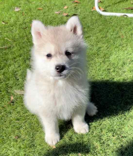 Pomsky & Aussie Pom Pups - ready now ️ | Dogs & Puppies | Gumtree ...