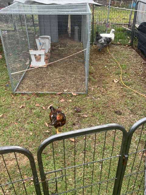 Wyandotte Silkie D’Uccle D’Anver Available | Livestock | Gumtree ...