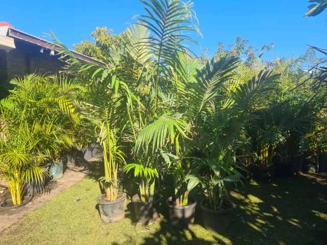 Sun hardened Alexander palms - Plants in Eden Hill WA | Gumtree Australia