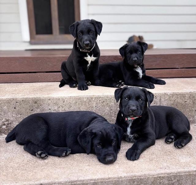 Labraheeler puppies (Labrador x Blue Heeler) | Dogs & Puppies | Gumtree ...
