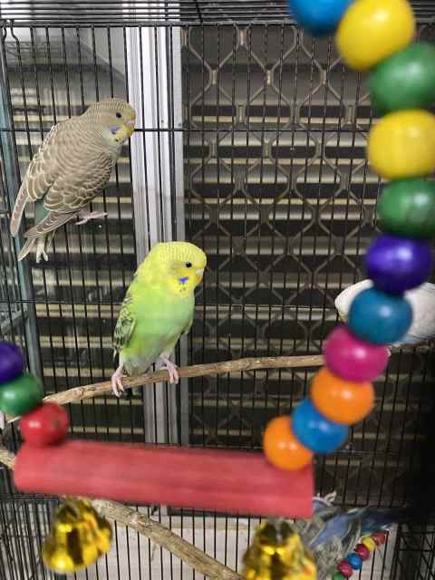 Young Colourful Budgies | Birds | Gumtree Australia Cairns City ...