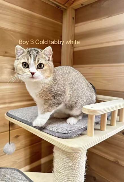 British Shorthair Kitten（very nice temper kitten) | Cats & Kittens ...