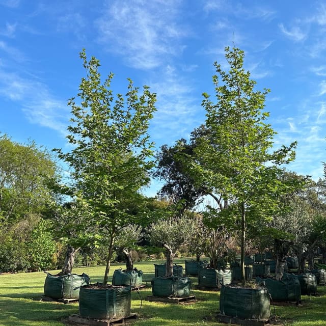 Mature London Plane Trees in 200L & 750L Bags - Plants in Camden South ...