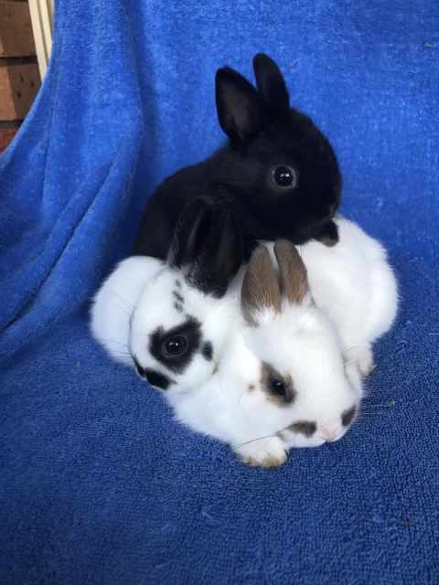 Beautiful pure breed Netherland dwarf baby rabbits M&F | Rabbits ...