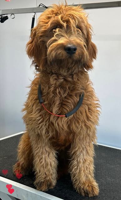 Groodle female, Medium size | Dogs & Puppies | Gumtree Australia Baw ...