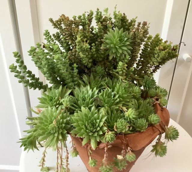 2 different succulents in terracotta pot. - Plants in Pearce ACT ...