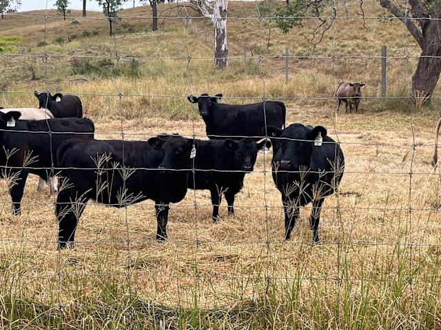 Lowline Angus heifers and steers | Livestock | Gumtree Australia ...