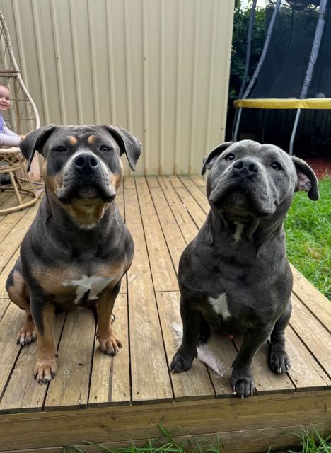 ENGLISH BLUE x AMERICAN TRI COLOUR Staffy Puppies | Dogs & Puppies ...