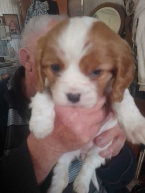 Cavocker puppies | Dogs & Puppies | Gumtree Australia Trayning Area ...