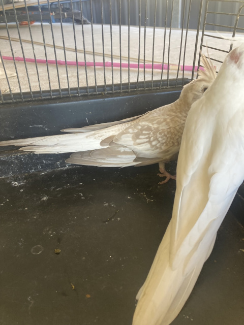 2 young weiros | Birds | Gumtree Australia Capel Area - Capel | 1330541458