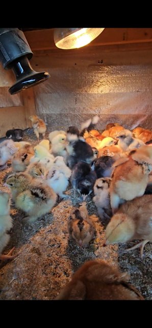 Wholesale pure breed chicks & hybrids from $5 each! | Livestock ...