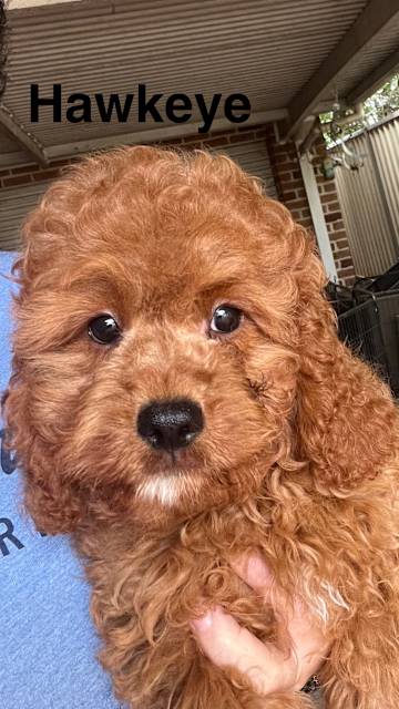 Adorable Ruby Cavoodle boy ! | Dogs & Puppies | Gumtree Australia ...