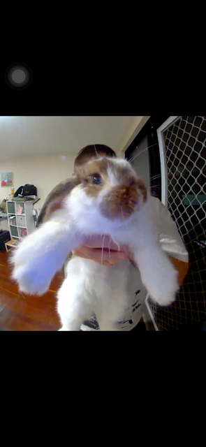 Male Rabbit 1 year old | Rabbits | Gumtree Australia Perth City Area ...