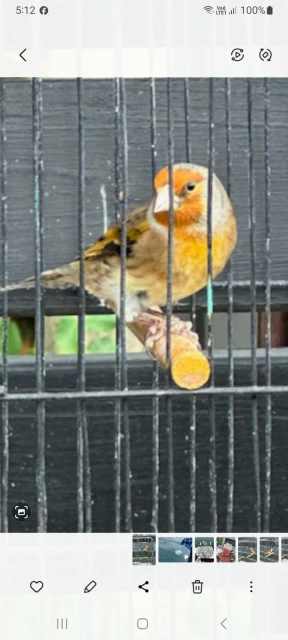 Canaries and Gold Finch Mules | Birds | Gumtree Australia Darebin Area ...