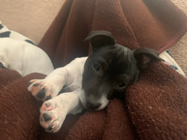 Miniature Foxie cross miniature pinscher/French bulldog | Dogs ...