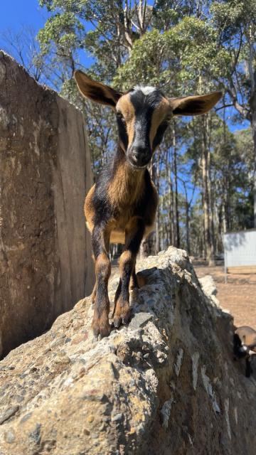 Nigerian Dwarf Doe Kids | Livestock | Gumtree Australia Eurobodalla ...