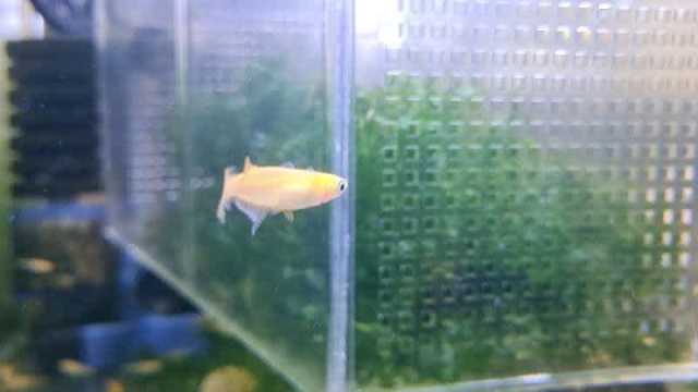 Japanese Rice Fish - Golden Madaka (Oryzias Latipes) | Fish | Gumtree ...