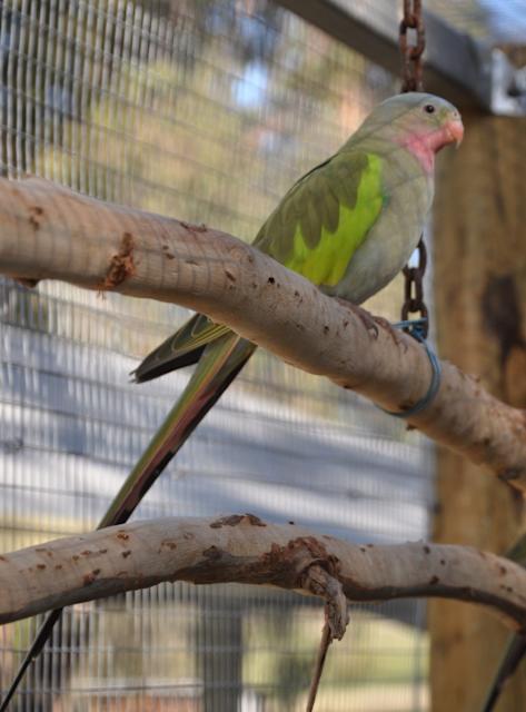 Princess Parrots pair, Pink & grey Galah | Birds | Gumtree Australia ...