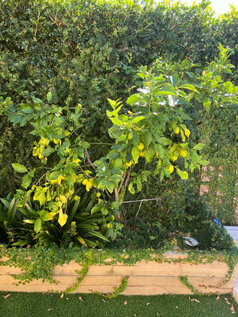 Lemon tree (fruit bearing) - Plants in Kellyville NSW | Gumtree Australia