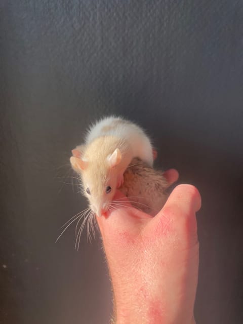 Baby pet rats boys and girls | Other Pets | Gumtree Australia ...