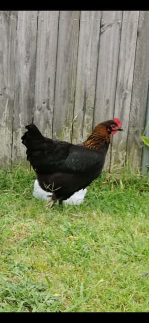 Marans & Olive Egger Pullets POL Hens | Livestock | Gumtree Australia ...