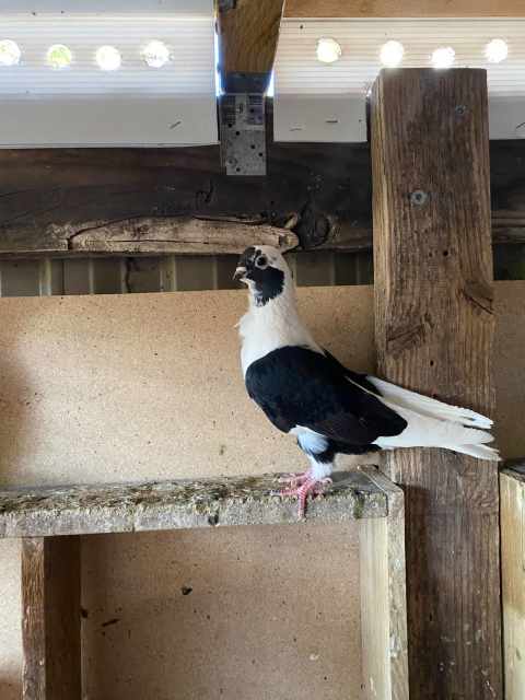 Turbit pigeons | Birds | Gumtree Australia Rockdale Area - Rockdale ...