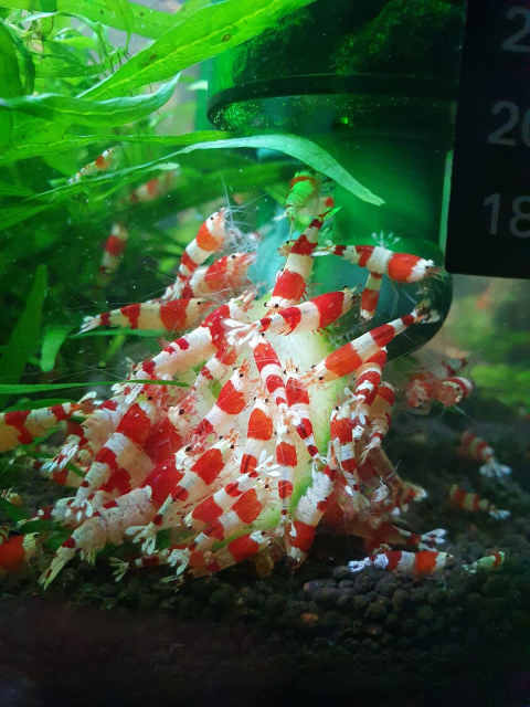Crystal Red Shrimp CRS (Caridina Cantonensis) | Fish | Gumtree ...