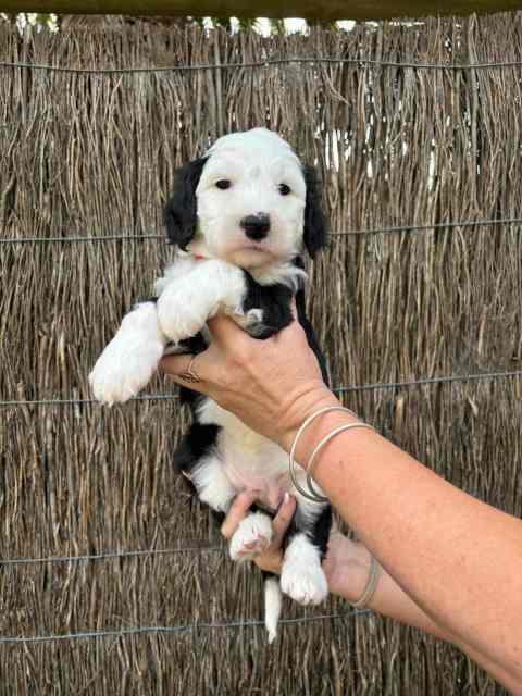 Medium Sheepadoodles Genuine First Generation | Dogs & Puppies ...
