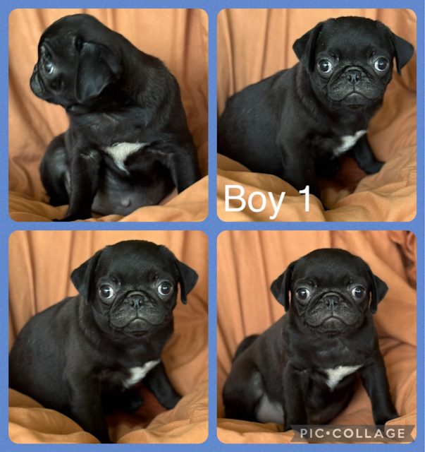Pug babies ready now | Dogs & Puppies | Gumtree Australia Hawkesbury ...