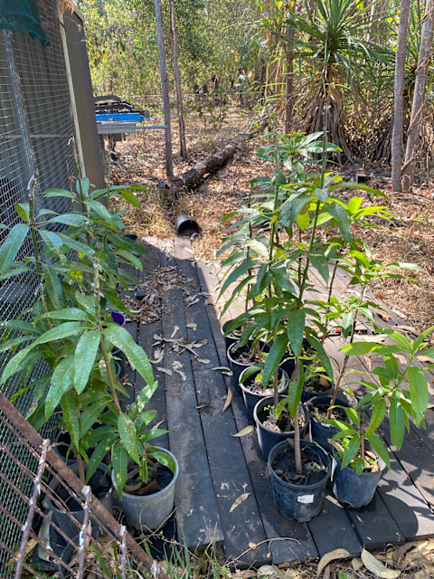 Grafted KP Mango Tree + pruned ungraftred trees - Plants in Bees Creek ...