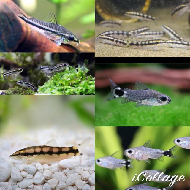 BACK IN STOCK Corydoras Hastatus, Dwarf Chain Loach, Pygmy Corydoras ...