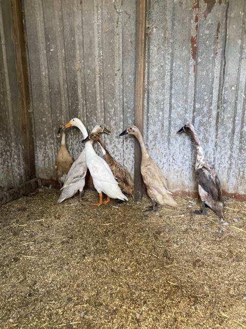 Indian runner ducks, Chinese geese, Indian fantail pigeons | Livestock ...